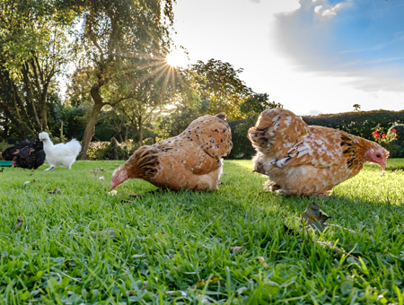 Ask the Expert: Summer - Backyard Poultry